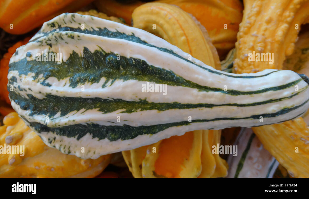 Cucurbita pepo, autumn wings, ornamental gourd with flask shaped fruits ...