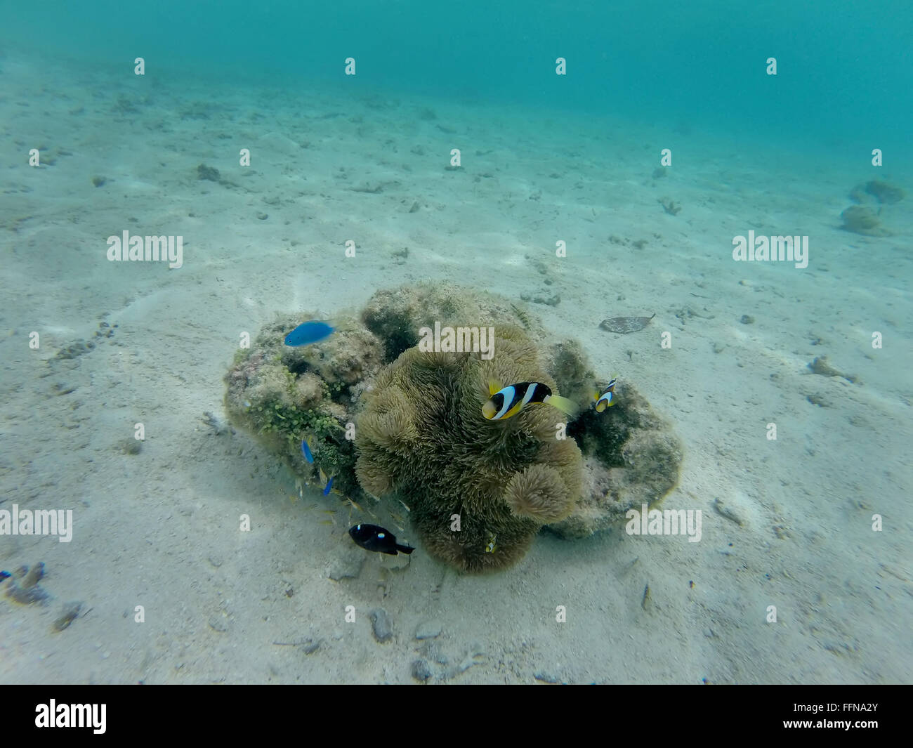 Pacific Ocean Underwater Animals