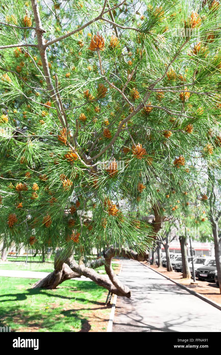 Canarian pine pinus canariensis hi-res stock photography and images - Alamy