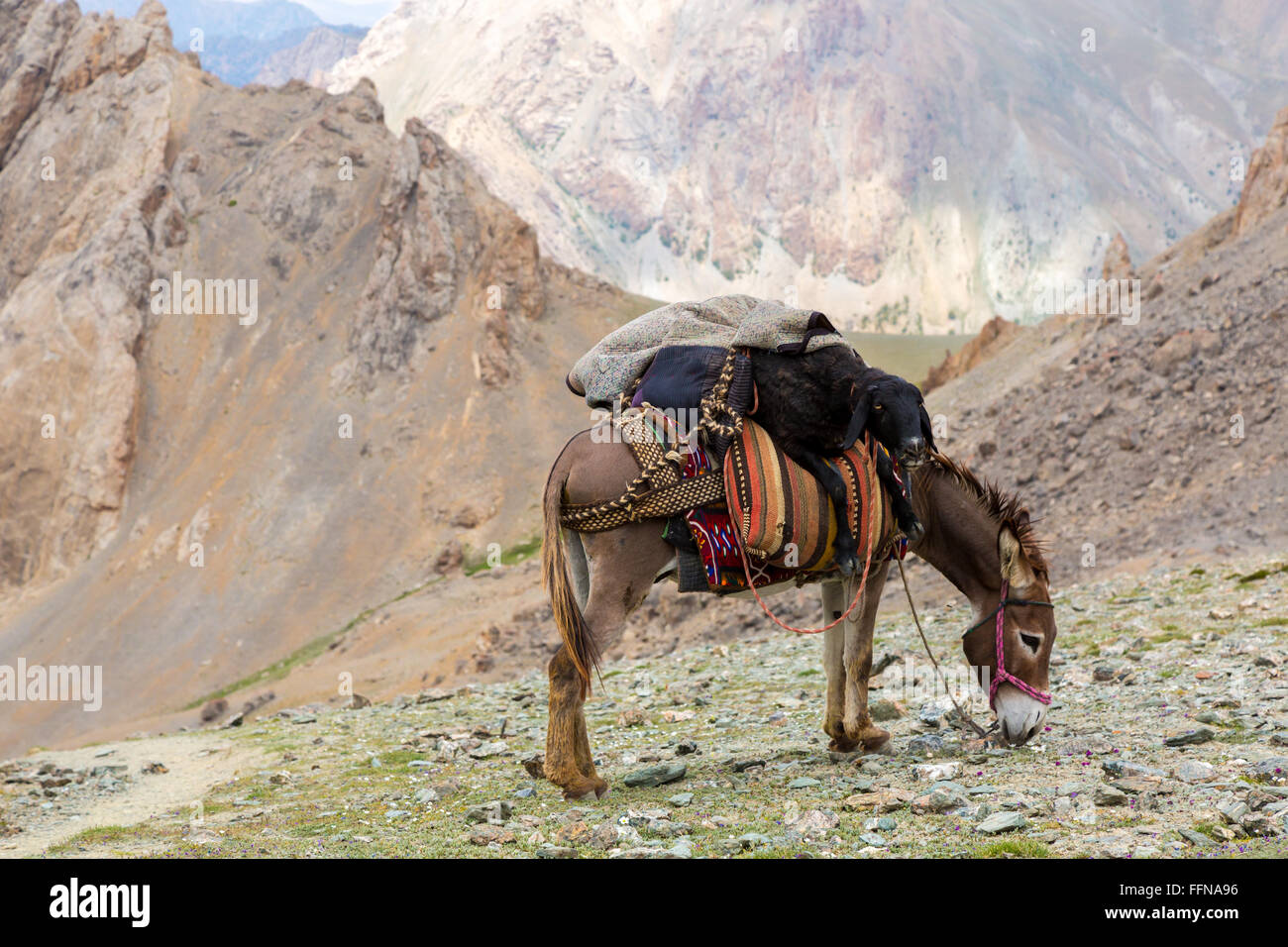 Donkey transport hi-res stock photography and images - Alamy