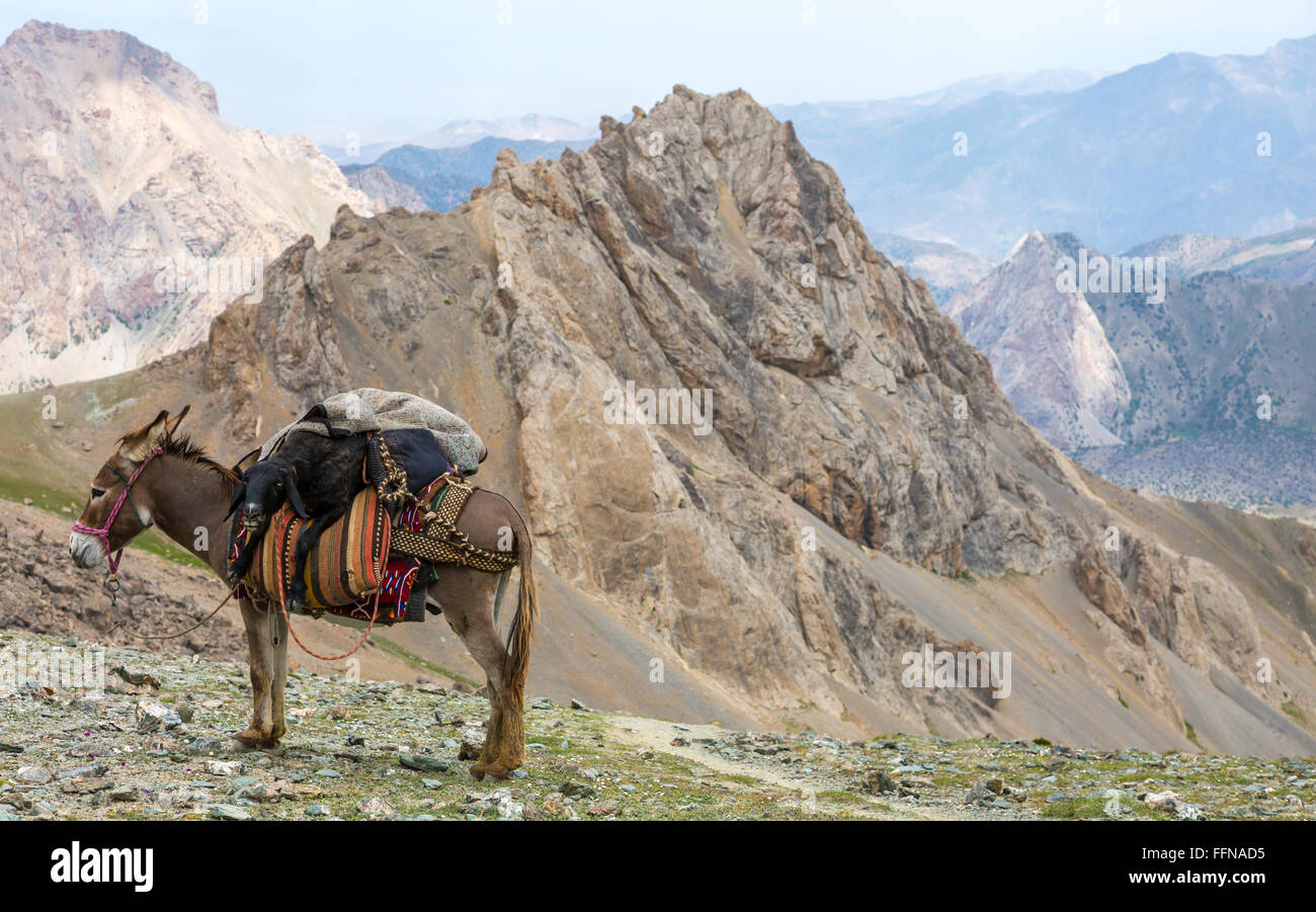 Donkey transport hi-res stock photography and images - Alamy