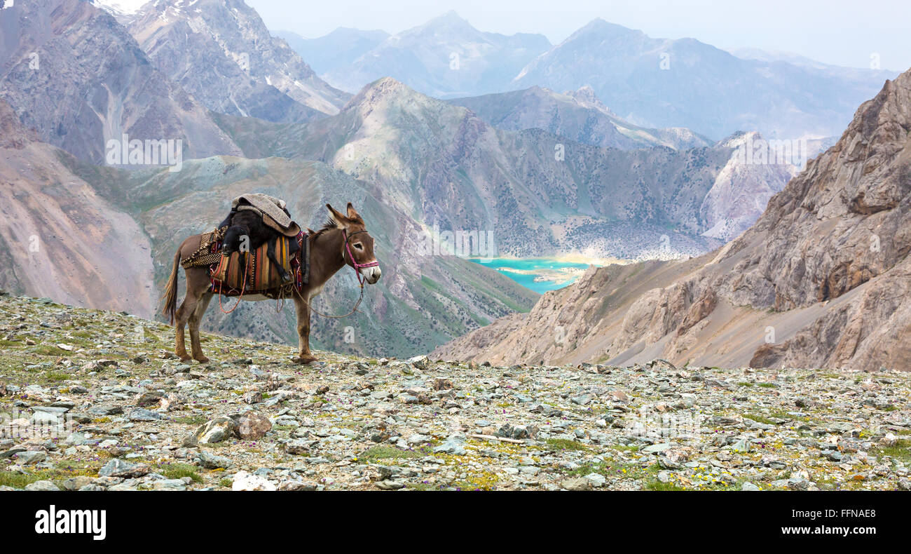 Donkey transport hi-res stock photography and images - Alamy