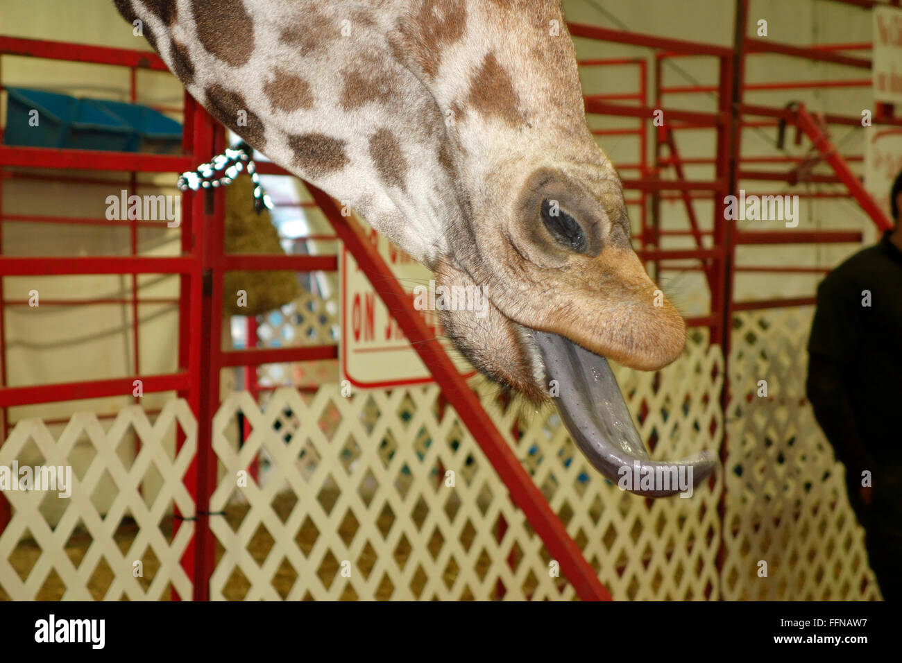 Giraffe sticking out tongue hi-res stock photography and images - Alamy