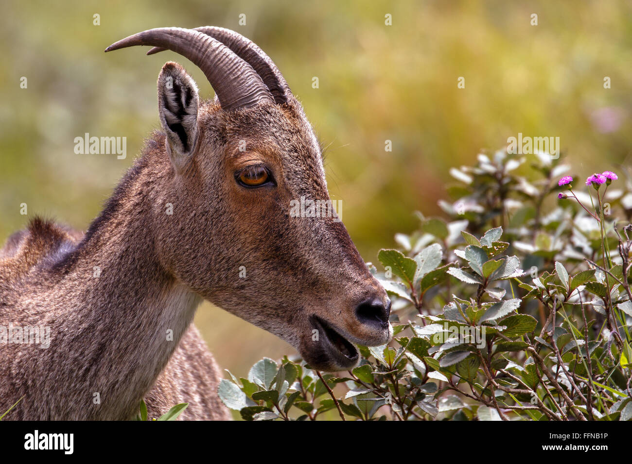 Nilgiri tahr hi-res stock photography and images - Alamy