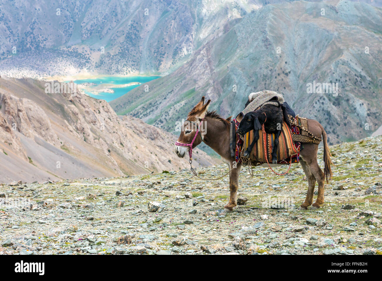 Donkey transport hi-res stock photography and images - Alamy