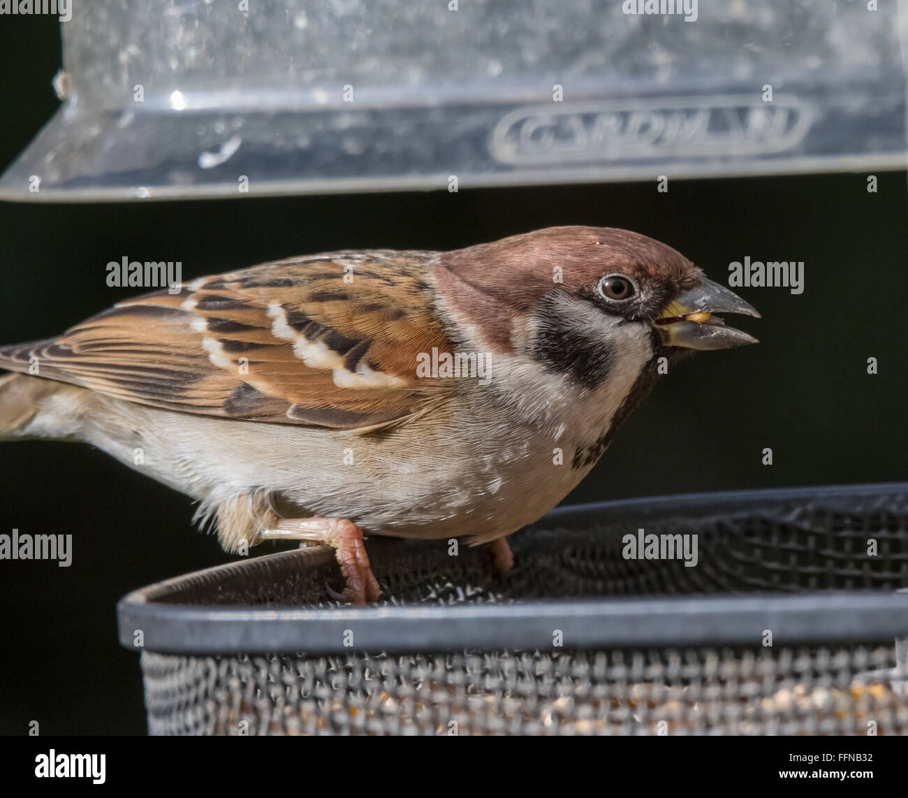 Tree Sparrow in Mainsriddle garden, near RSPB Mersehead, Dumfries and ...