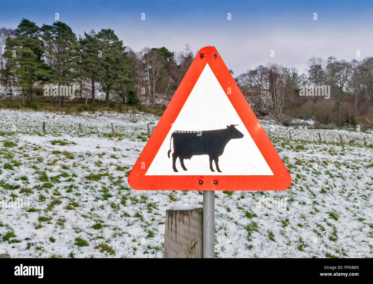 BEWARE OF COWS SIGN NEAR FIELD OF SNOW IN SCOTLAND ALONG THE SPEYSIDE ...