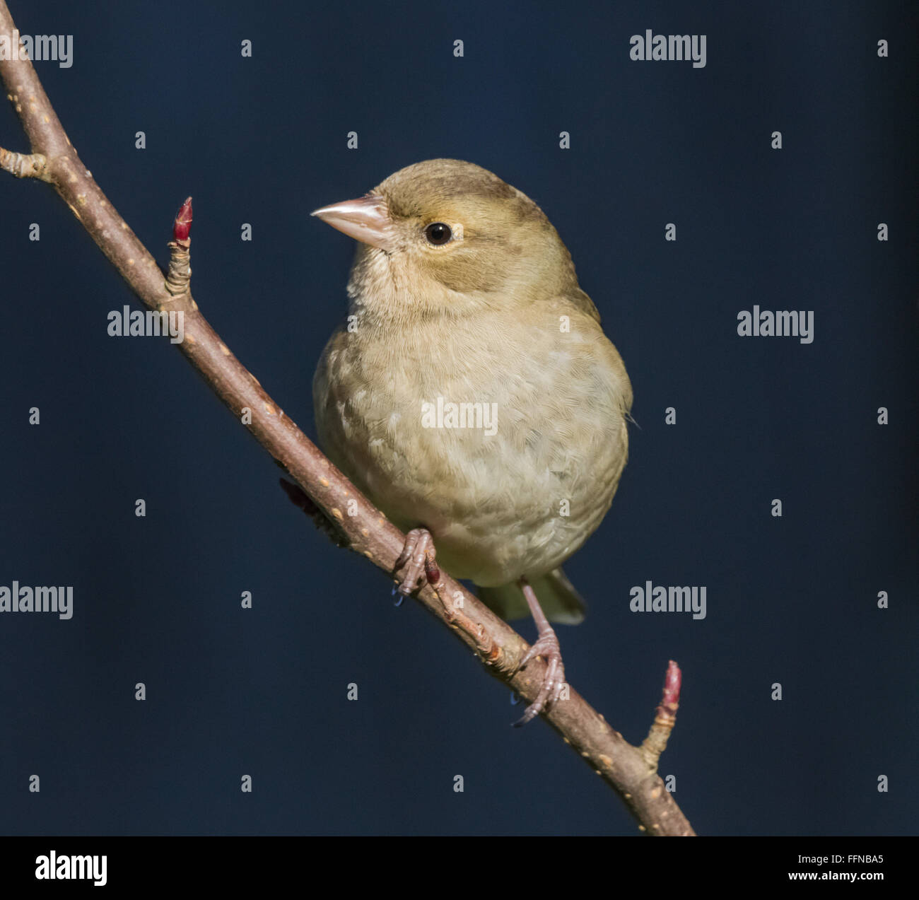 Chaffinch female in Mainsriddle garden, near RSPB Mersehead, Dumfries ...