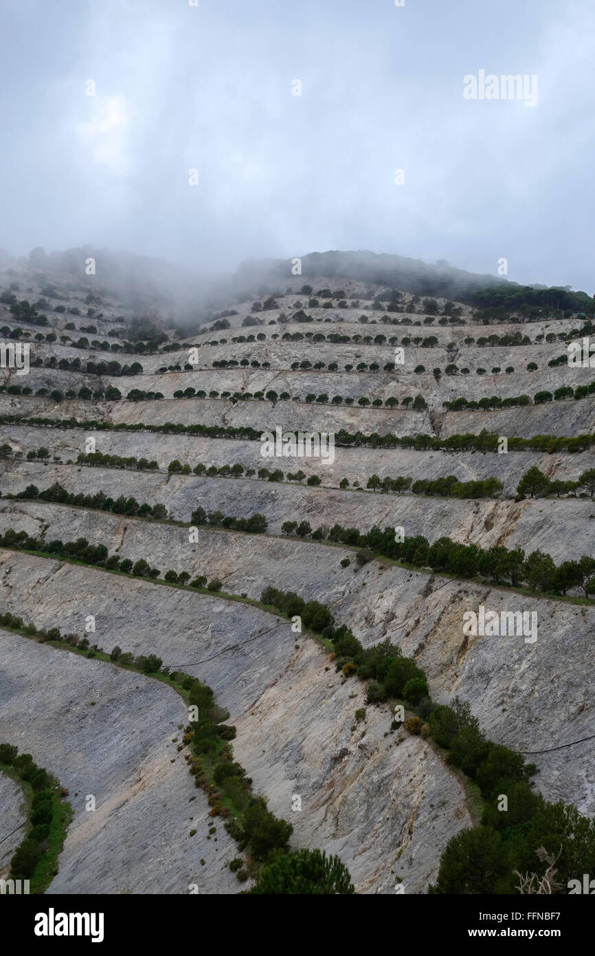 Reforestation in sealed Sand and gravel, dolomite quarry, excavation ...