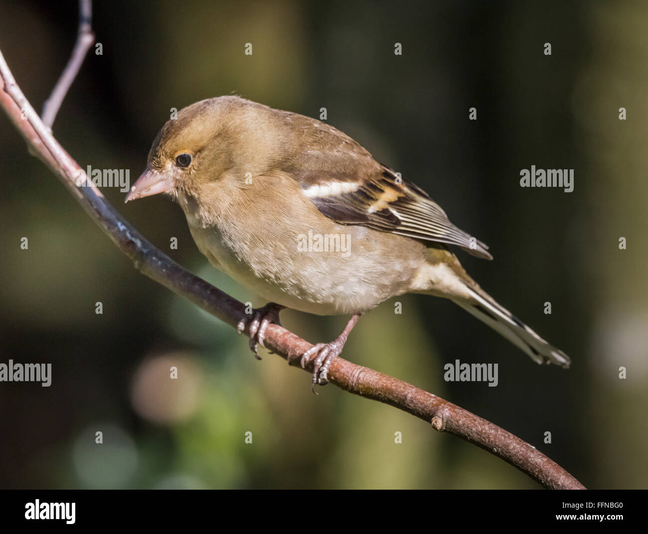 Mainsriddle hi-res stock photography and images - Alamy