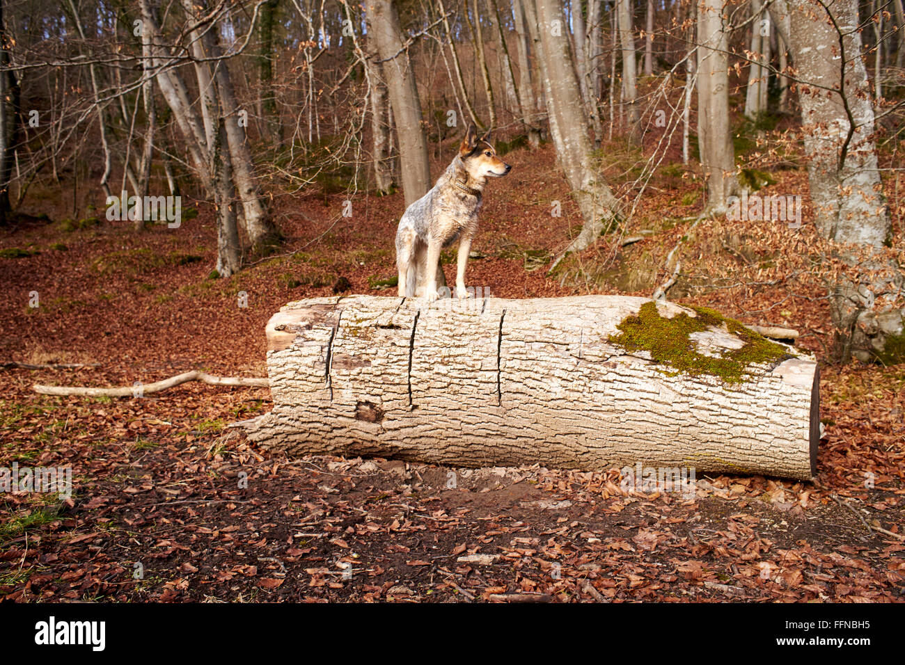 Fallen out of tree hi-res stock photography and images - Alamy
