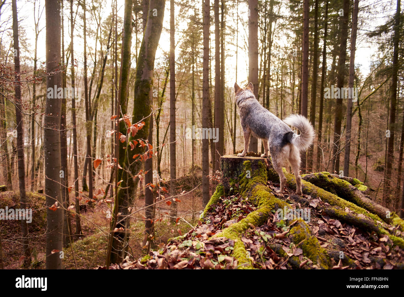 Dog stands on a stump and looks out in an autumnal forest Stock Photo ...