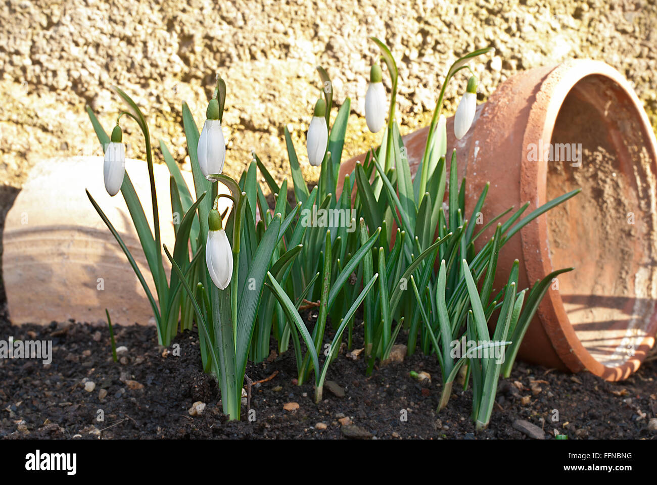 snowdrops with old planter in the garden Stock Photo - Alamy