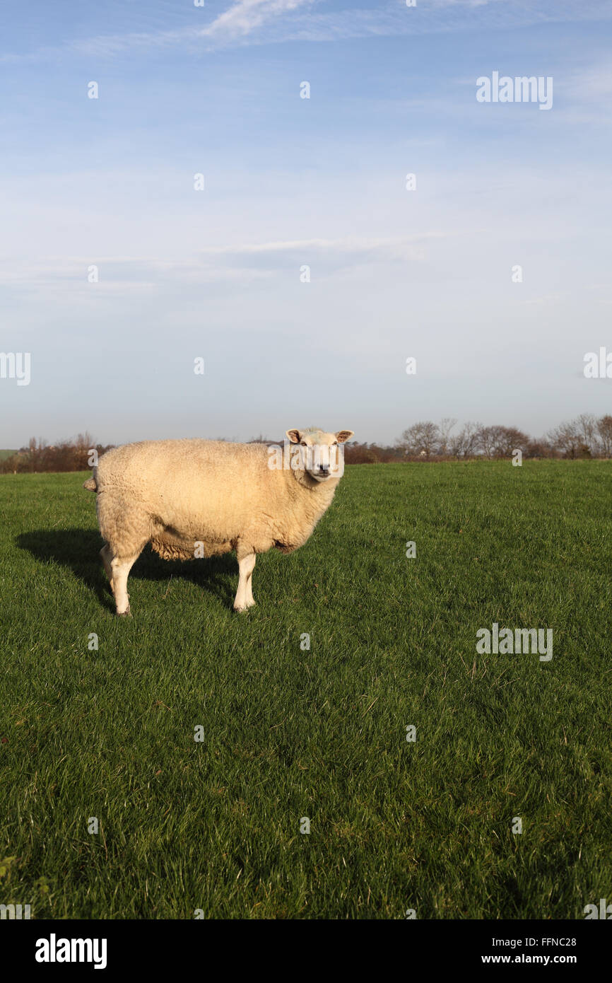 Romney sheep hi-res stock photography and images - Alamy