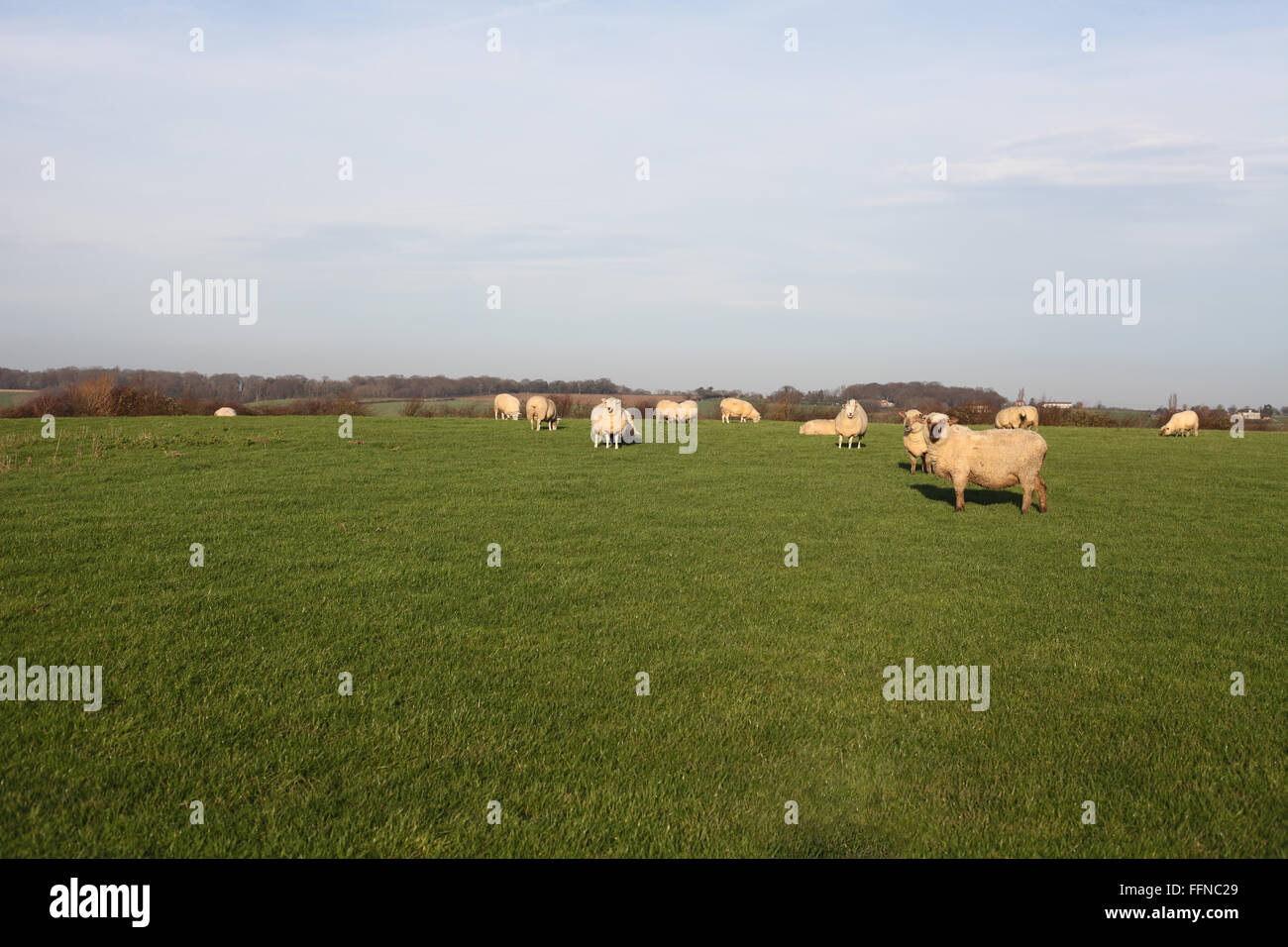 Romney sheep hi-res stock photography and images - Alamy