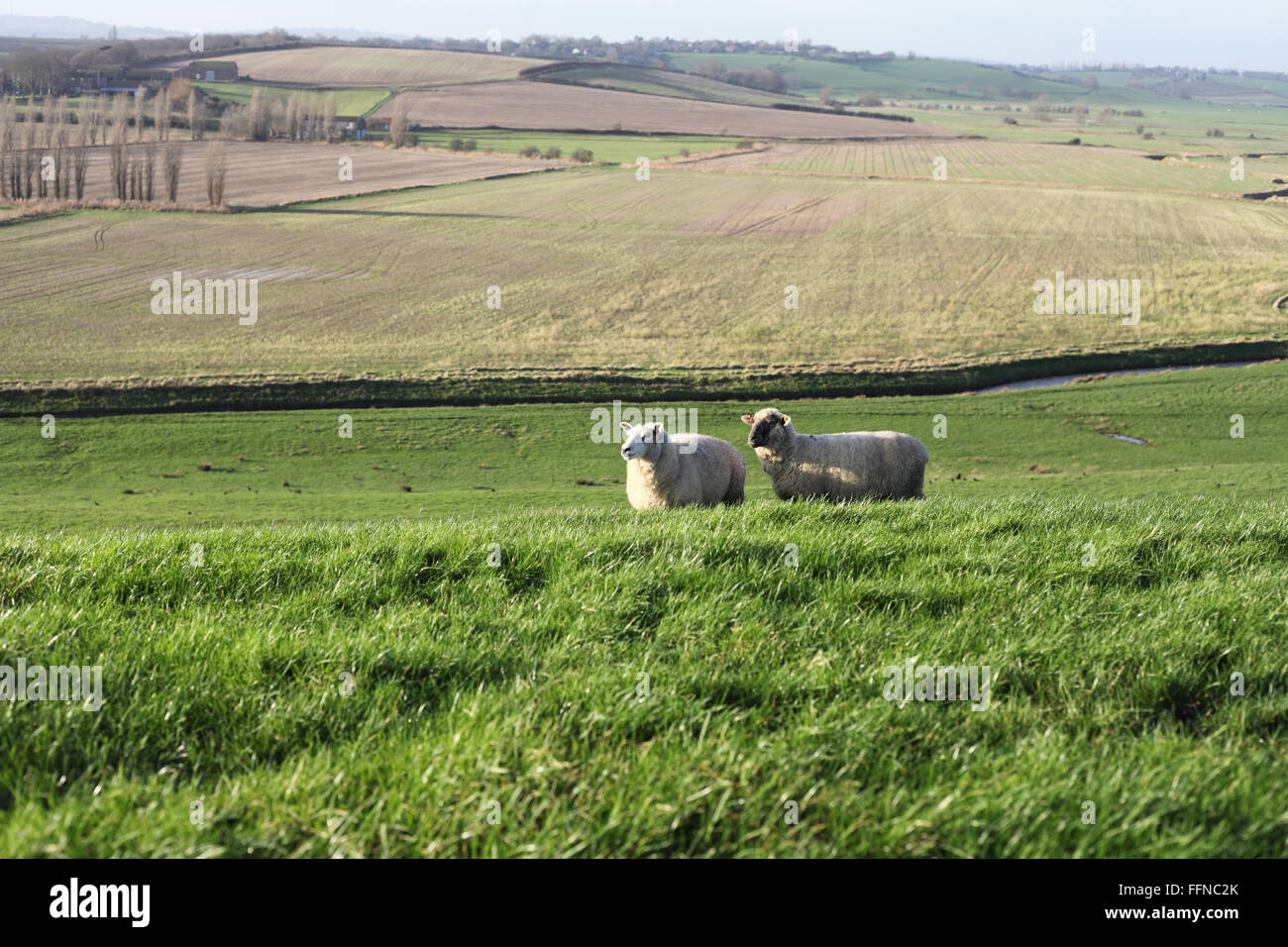 Romney sheep uk hi-res stock photography and images - Alamy