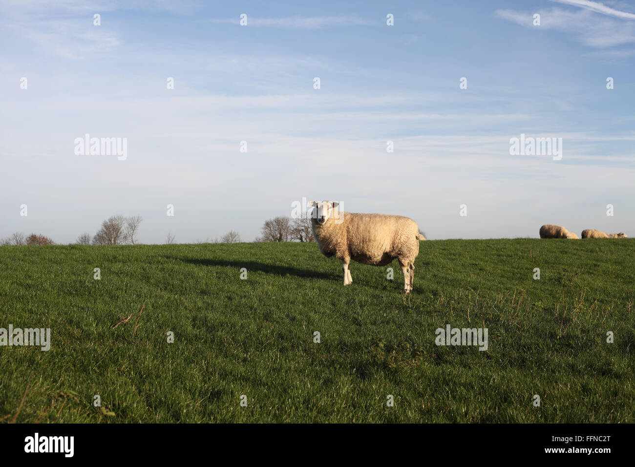 Romney marsh sheep hi-res stock photography and images - Alamy