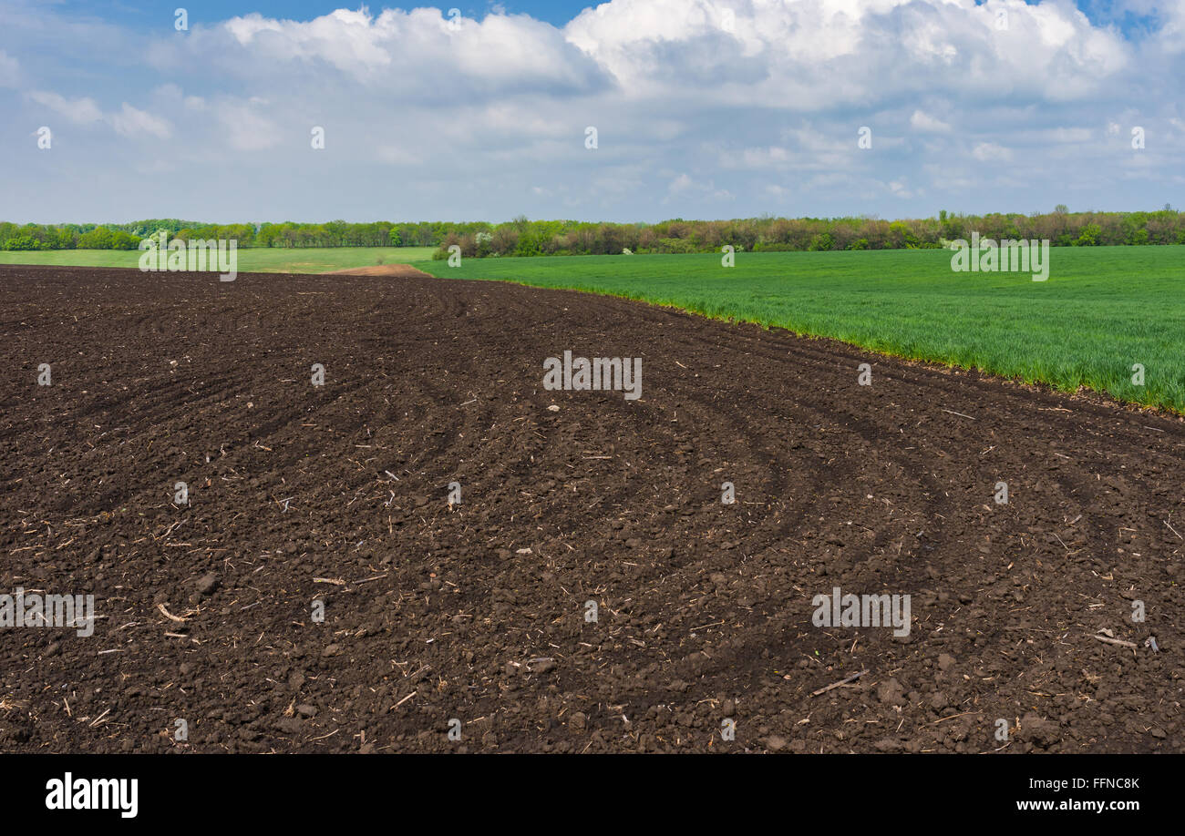 Agricultural landscape with tillage earth and winter crops field in ...