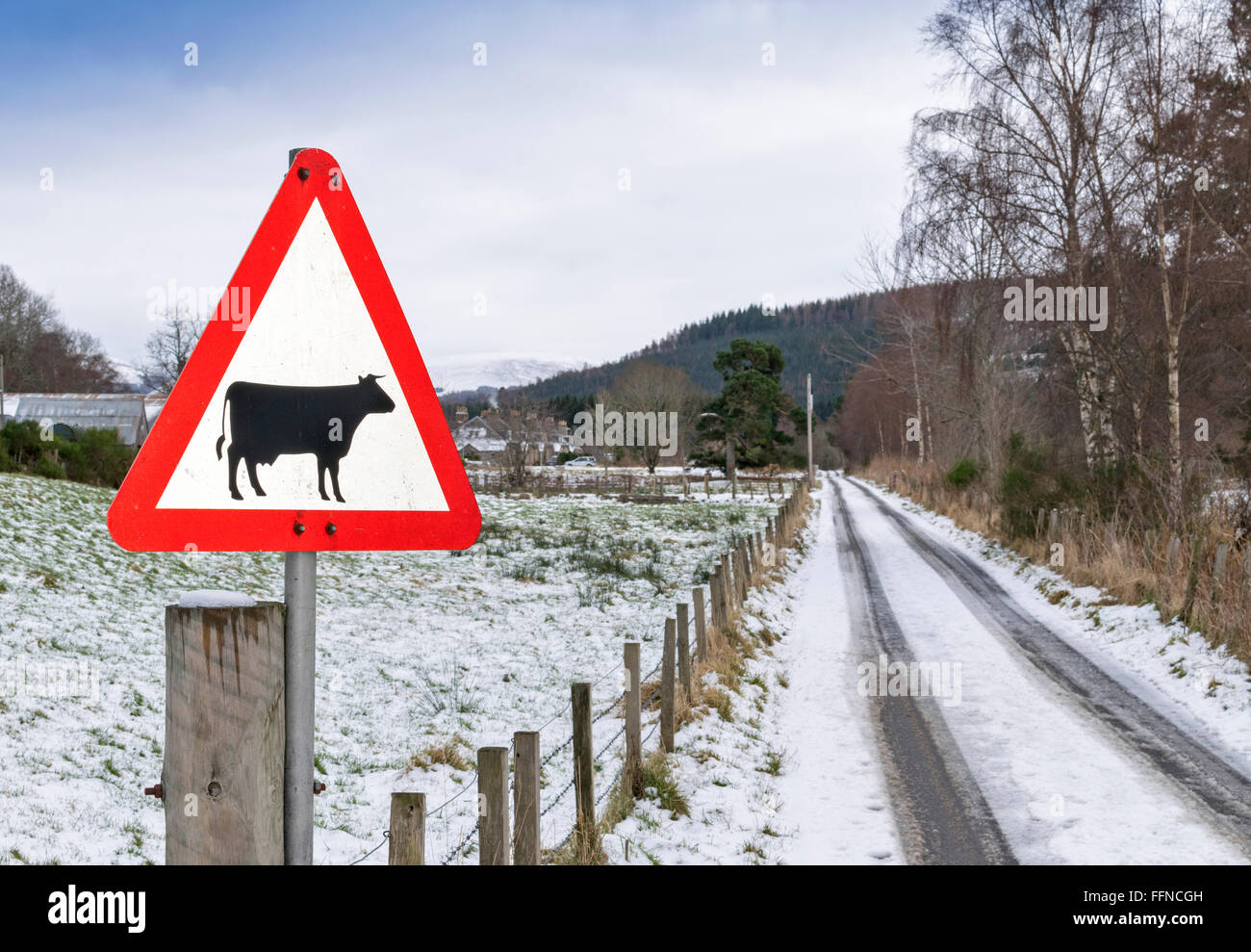 Beware of the cow hi-res stock photography and images - Alamy