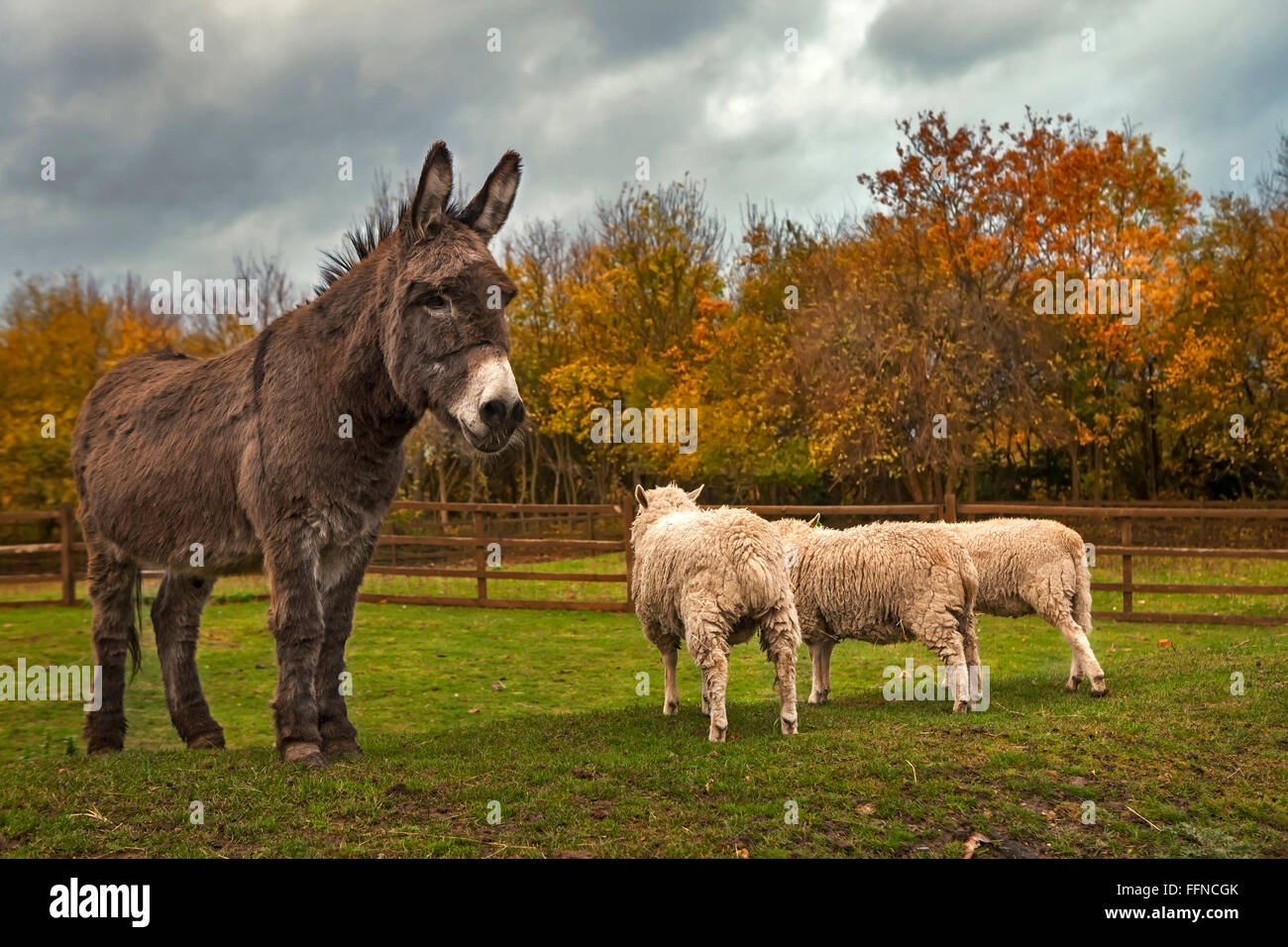 donkey and cheeps. Local farm. London Stock Photo - Alamy