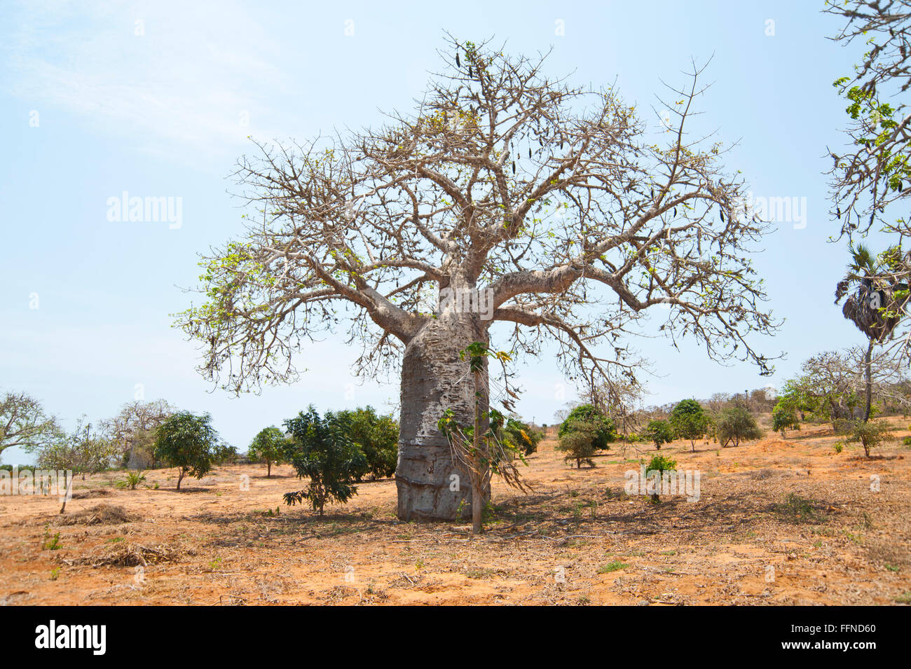 Mozambique baobab tree hi-res stock photography and images - Alamy