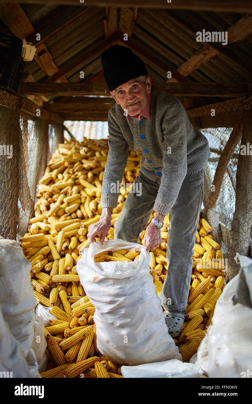 80 years old farmer in his barn full of corn cobs Stock Photo - Alamy