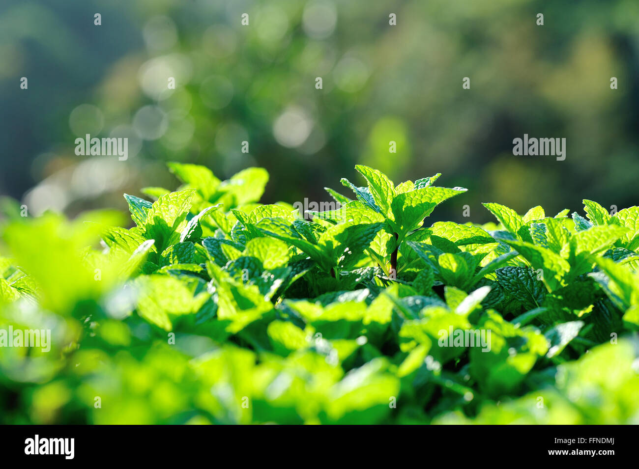 green mint crops in growth at garden Stock Photo - Alamy