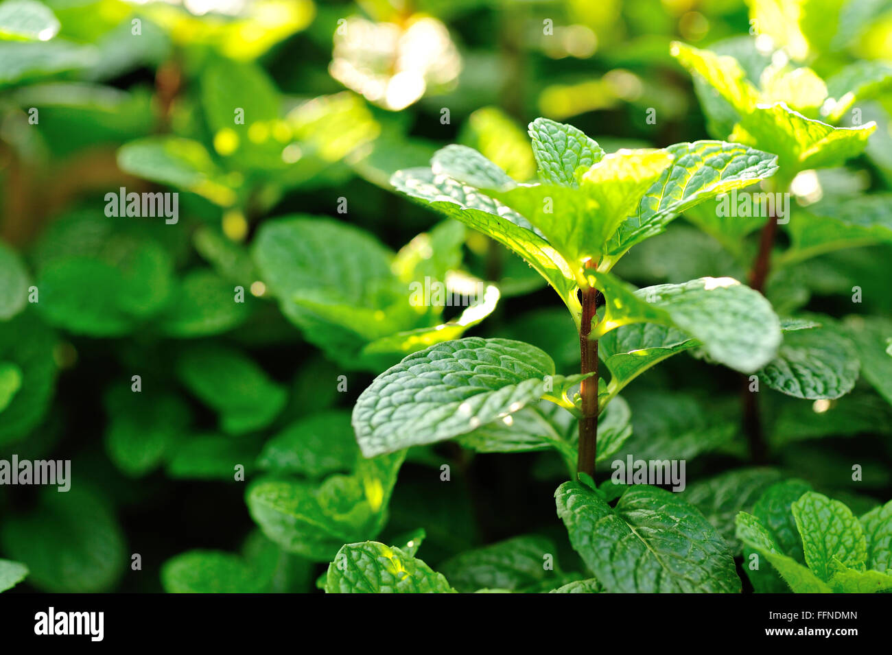 green mint crops in growth at garden Stock Photo - Alamy