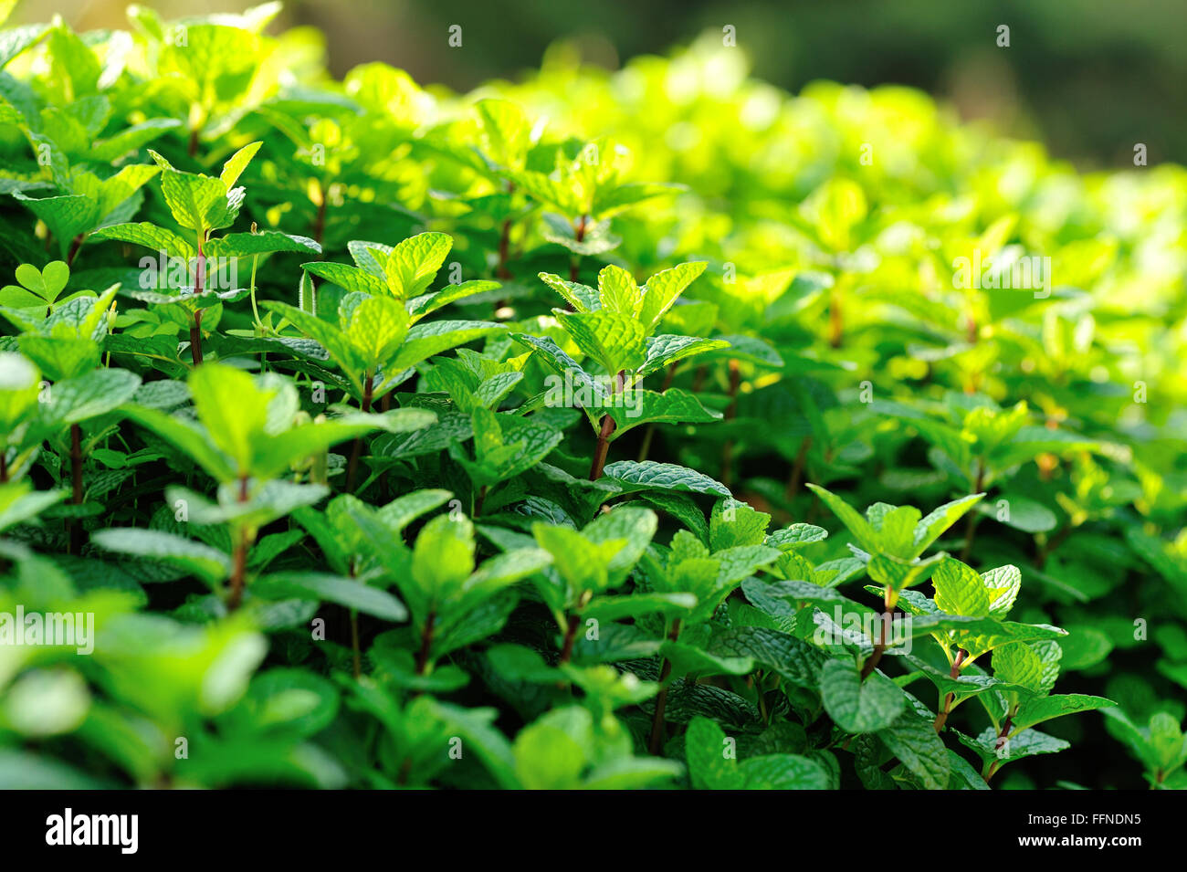 green mint crops in growth at garden Stock Photo - Alamy