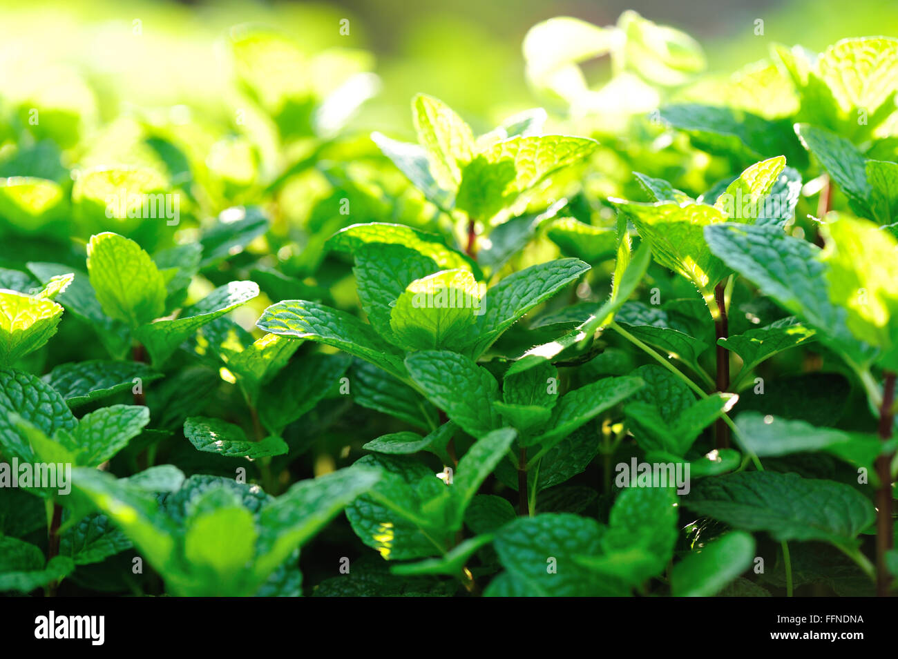 green mint crops in growth at garden Stock Photo - Alamy