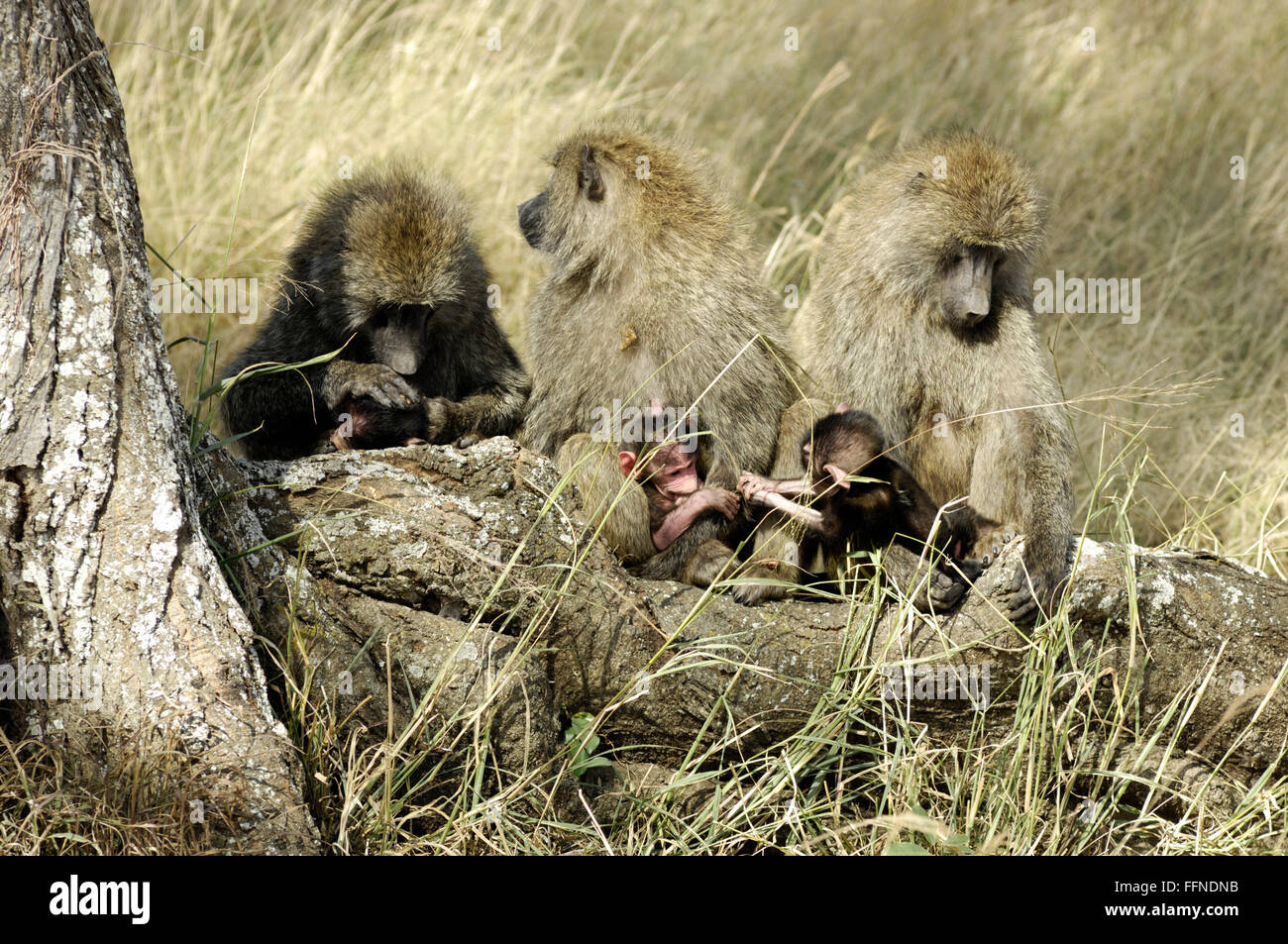 Female baboons hi-res stock photography and images - Alamy