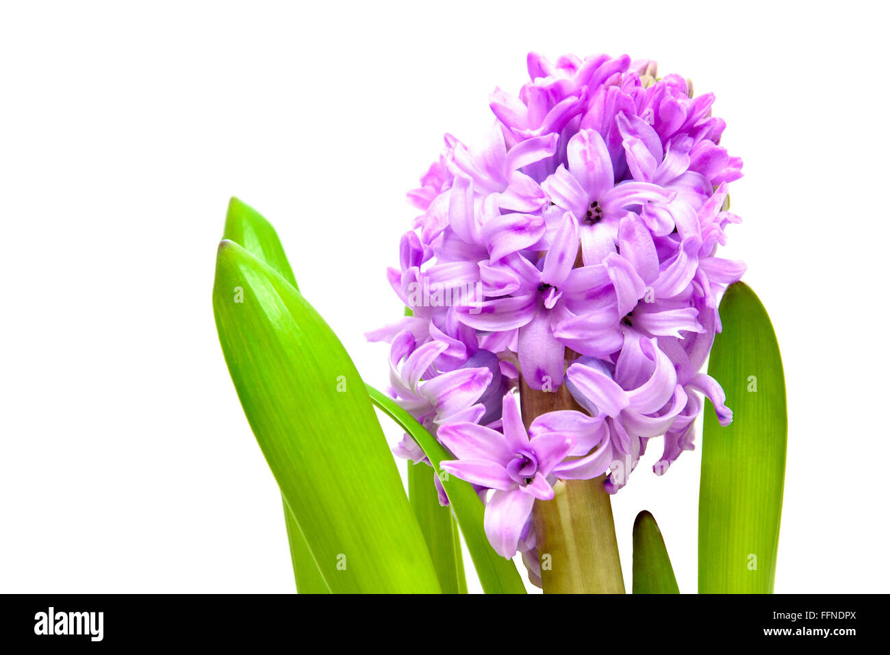 Purple hyacinth flower isolated on white background Stock Photo - Alamy