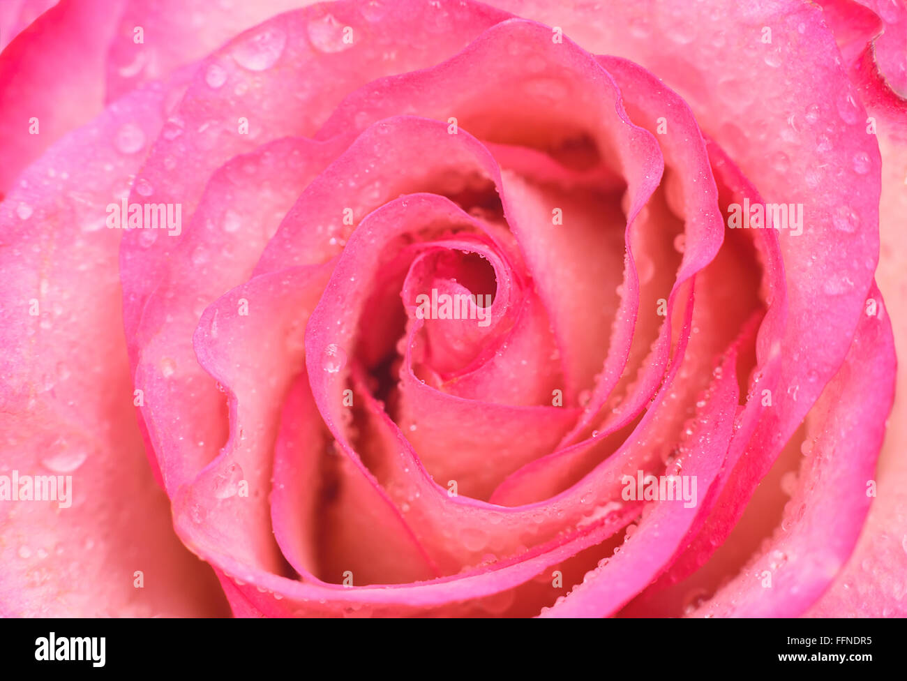 Beautiful pink rose flower with water drops. Close up Stock Photo - Alamy