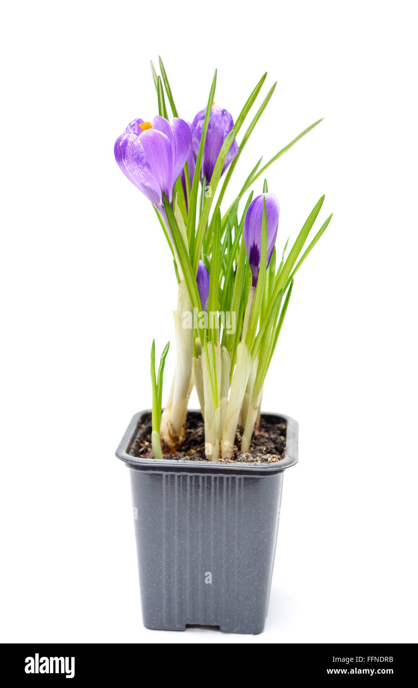 Spring crocus flowers in pot isolated on white background. Selective ...