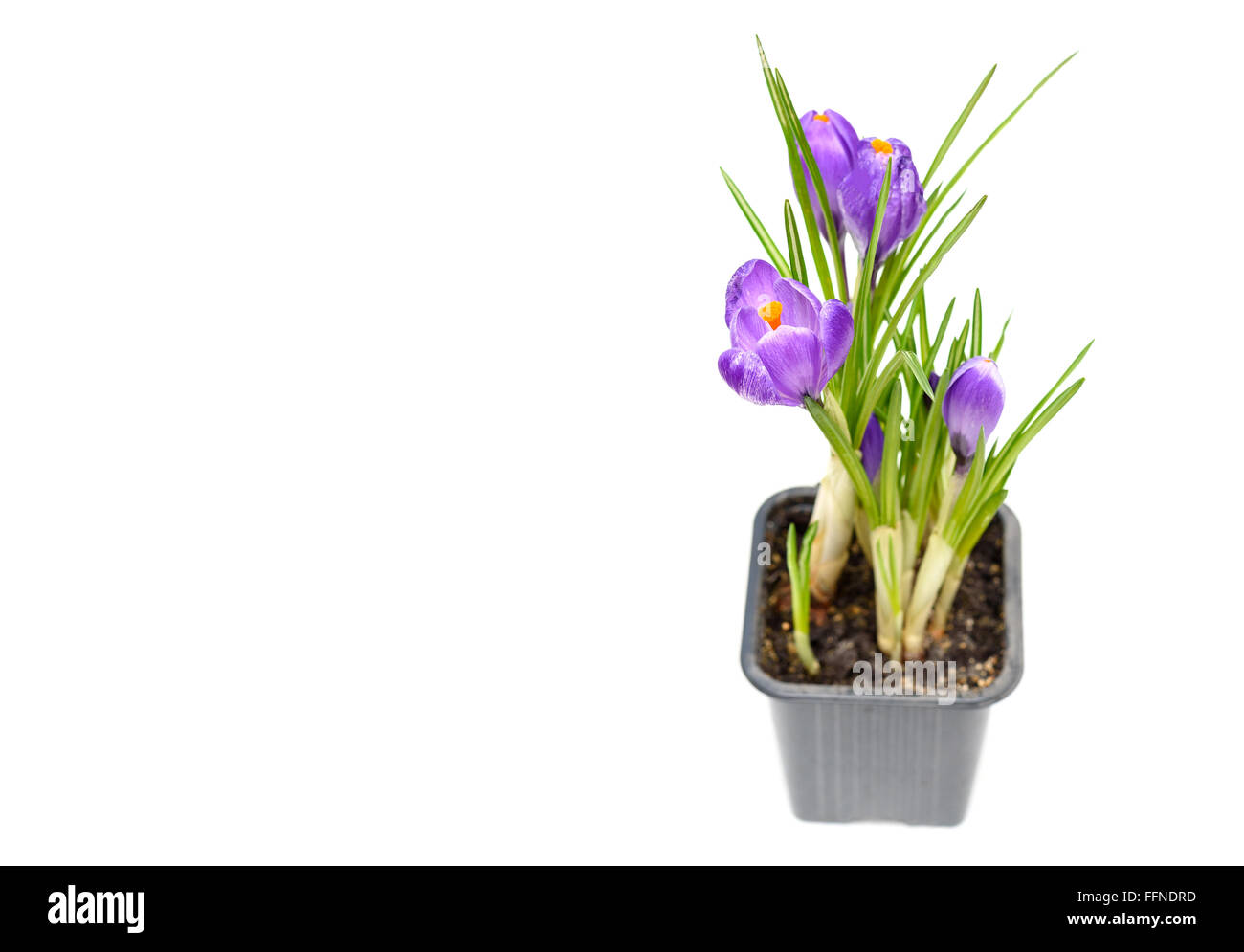 Spring crocus flowers in pot isolated on white background. Selective ...