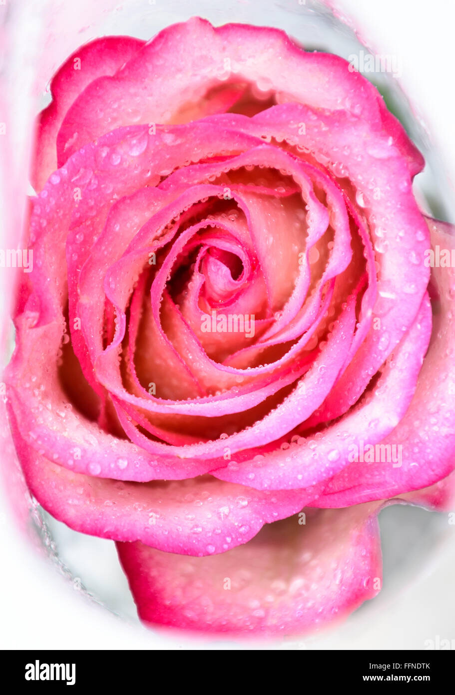 Flowers wrapped in cellophane hi-res stock photography and images - Alamy