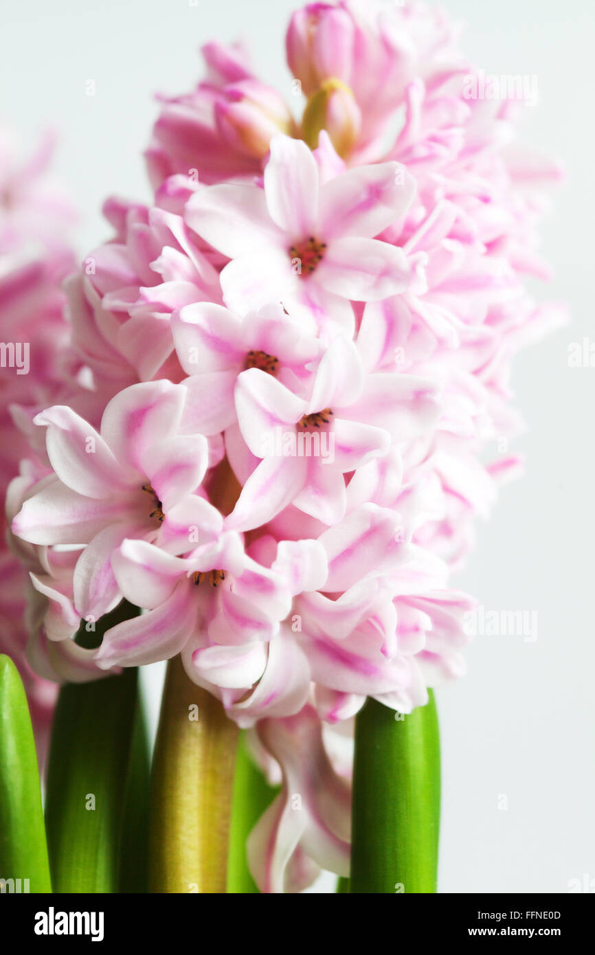 pink hyacinth in spring Stock Photo - Alamy