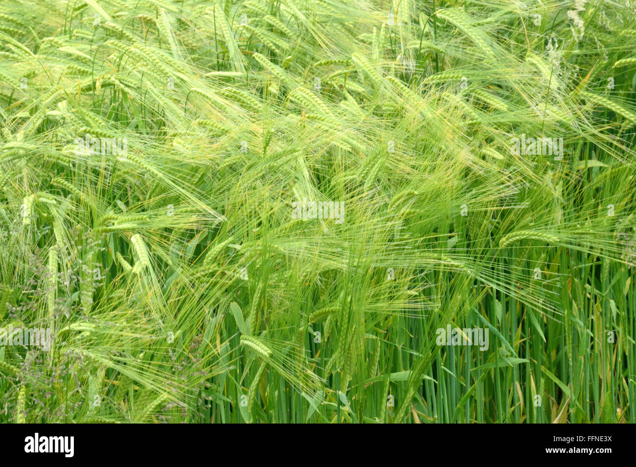 Slight breeze hi-res stock photography and images - Alamy