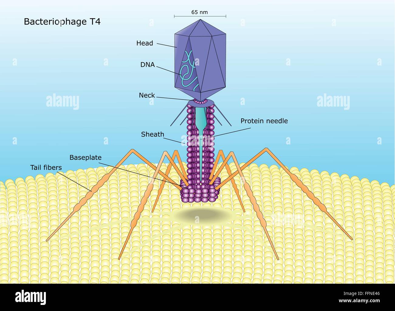 Membrane cell attack hi-res stock photography and images - Alamy