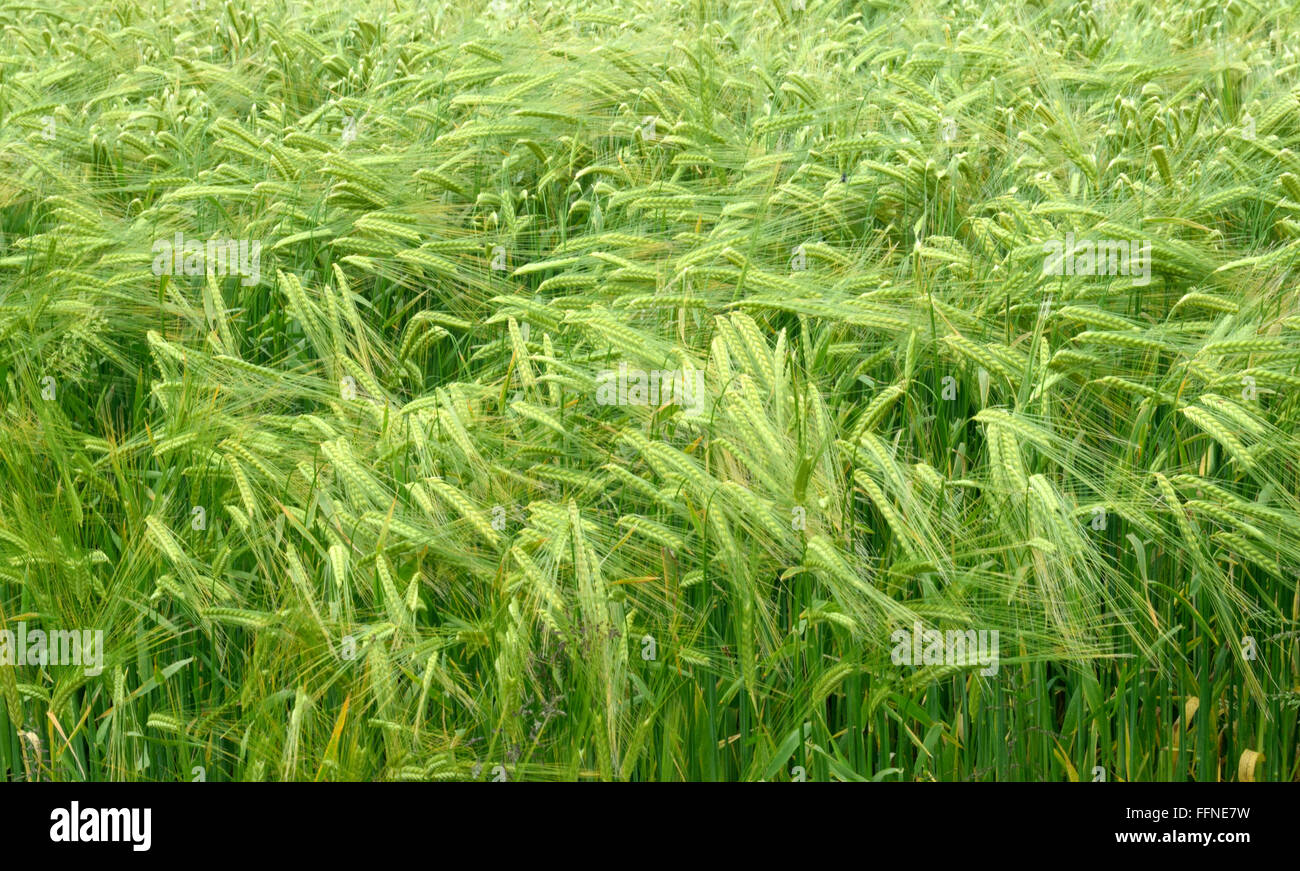 Slight breeze hi-res stock photography and images - Alamy