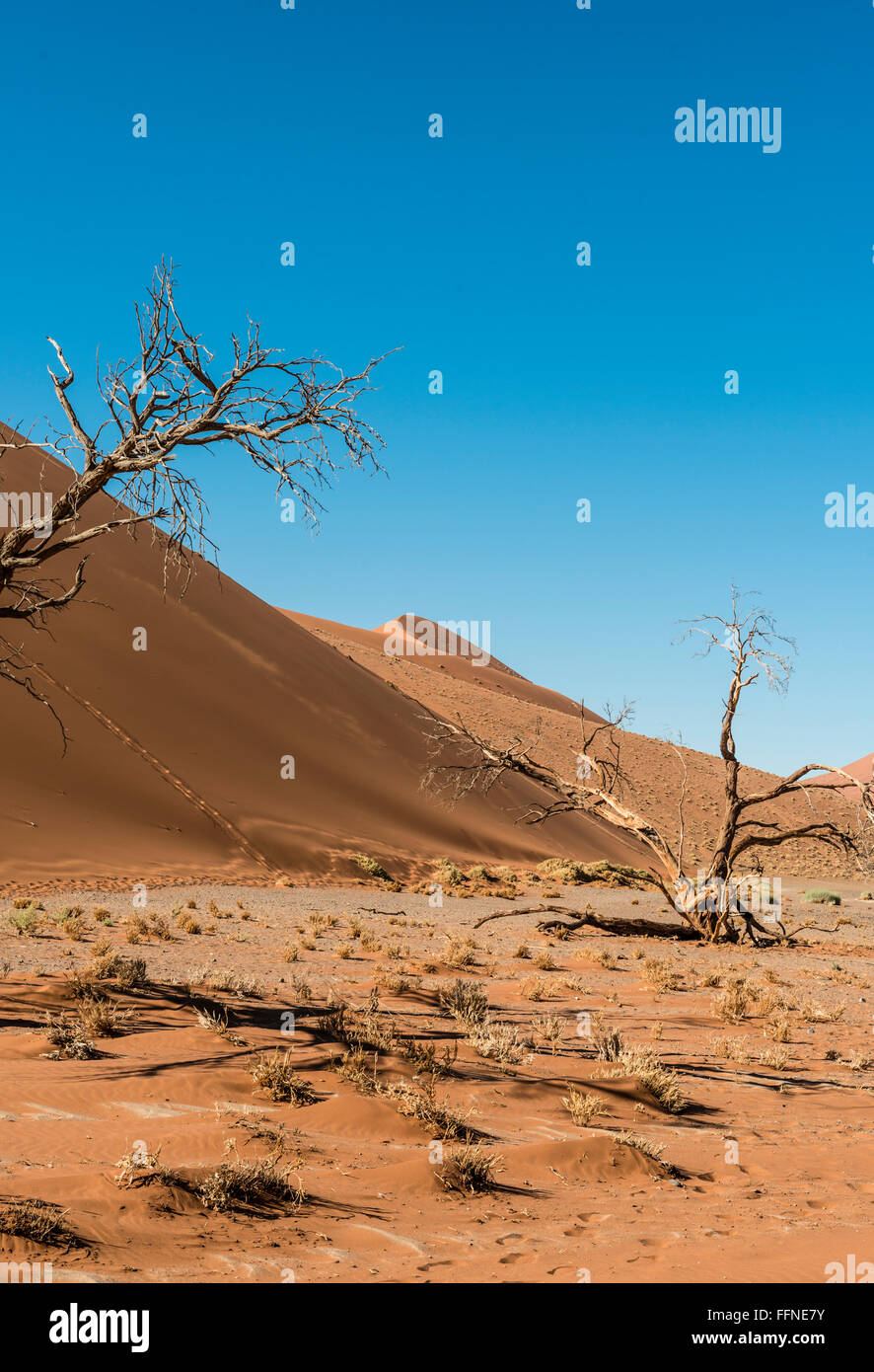World famous dune 45 near Sossusvlei in the Namib Desert (Namibia Stock ...