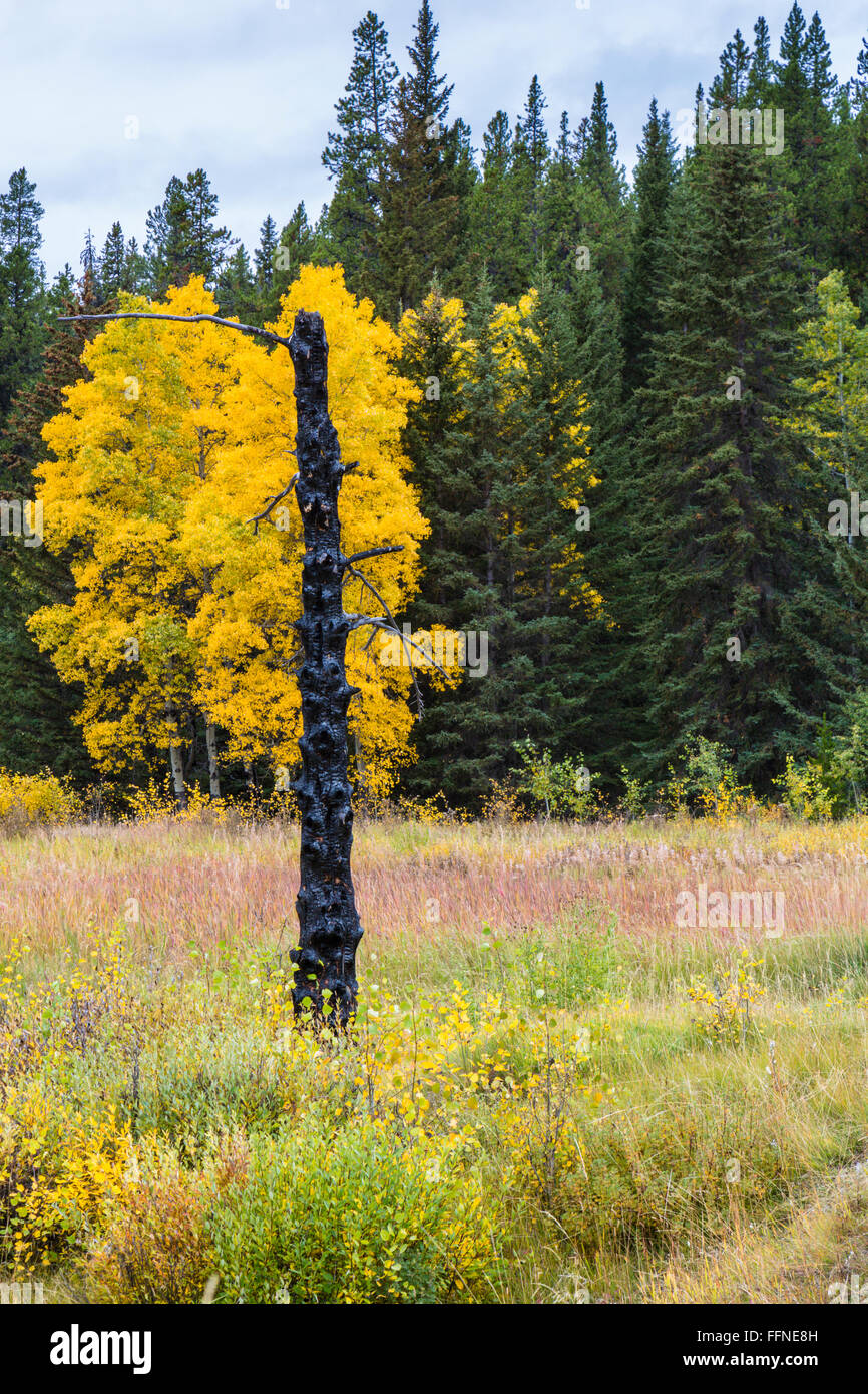 Burned forest, forest fire, Sawback, Bow Valley Parkway, Banff ...