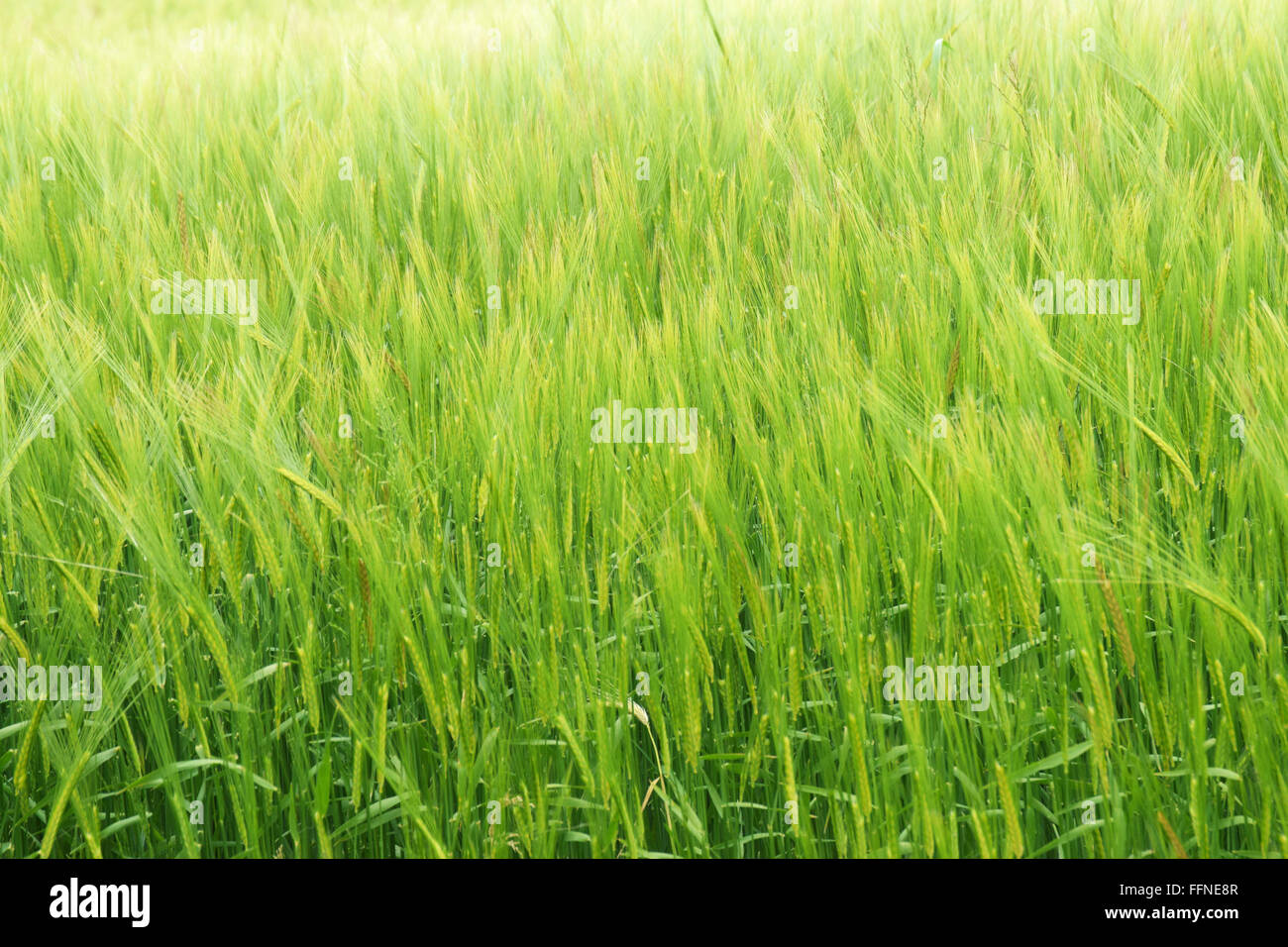 Wheat ripening in field, slight breeze moving the crop Stock Photo - Alamy