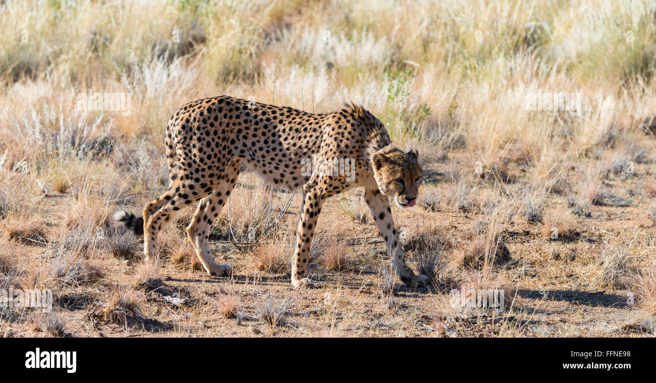 Cheetah shot hi-res stock photography and images - Alamy