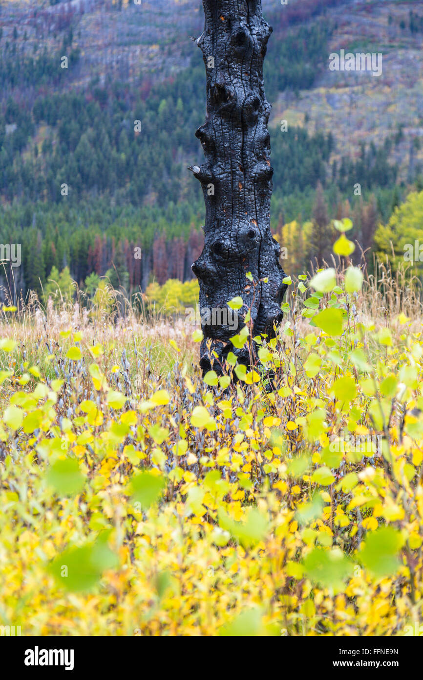 Burned forest, forest fire, Sawback, Bow Valley Parkway, Banff ...