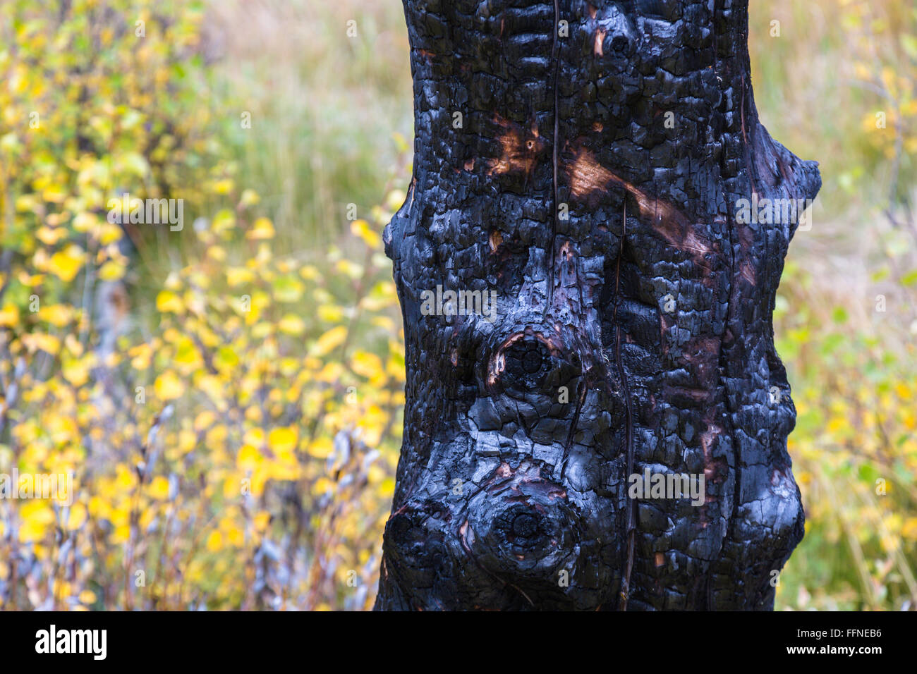 Burned forest, forest fire, Sawback, Bow Valley Parkway, Banff ...