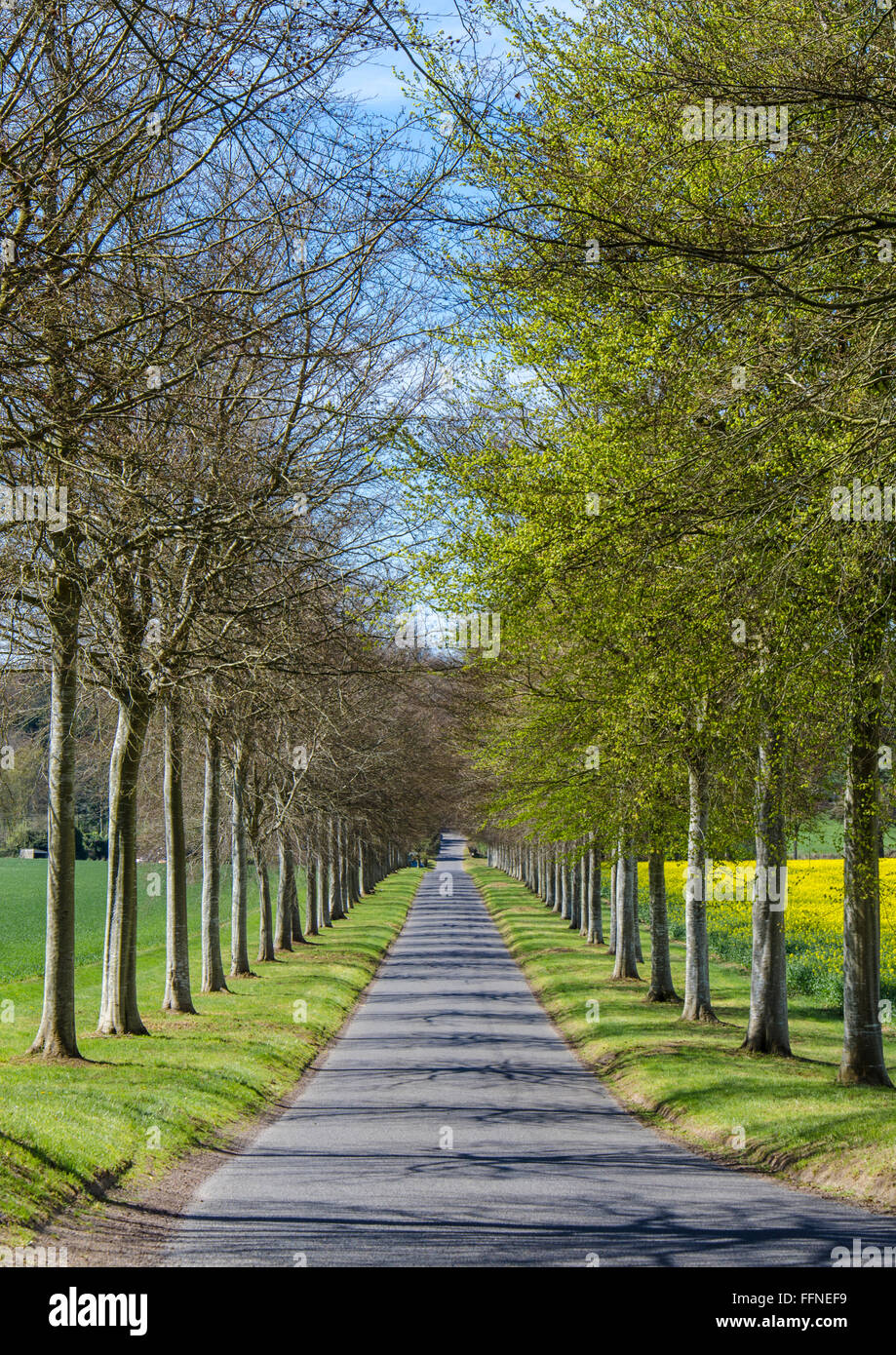 Avenue of trees in springtime Stock Photo - Alamy