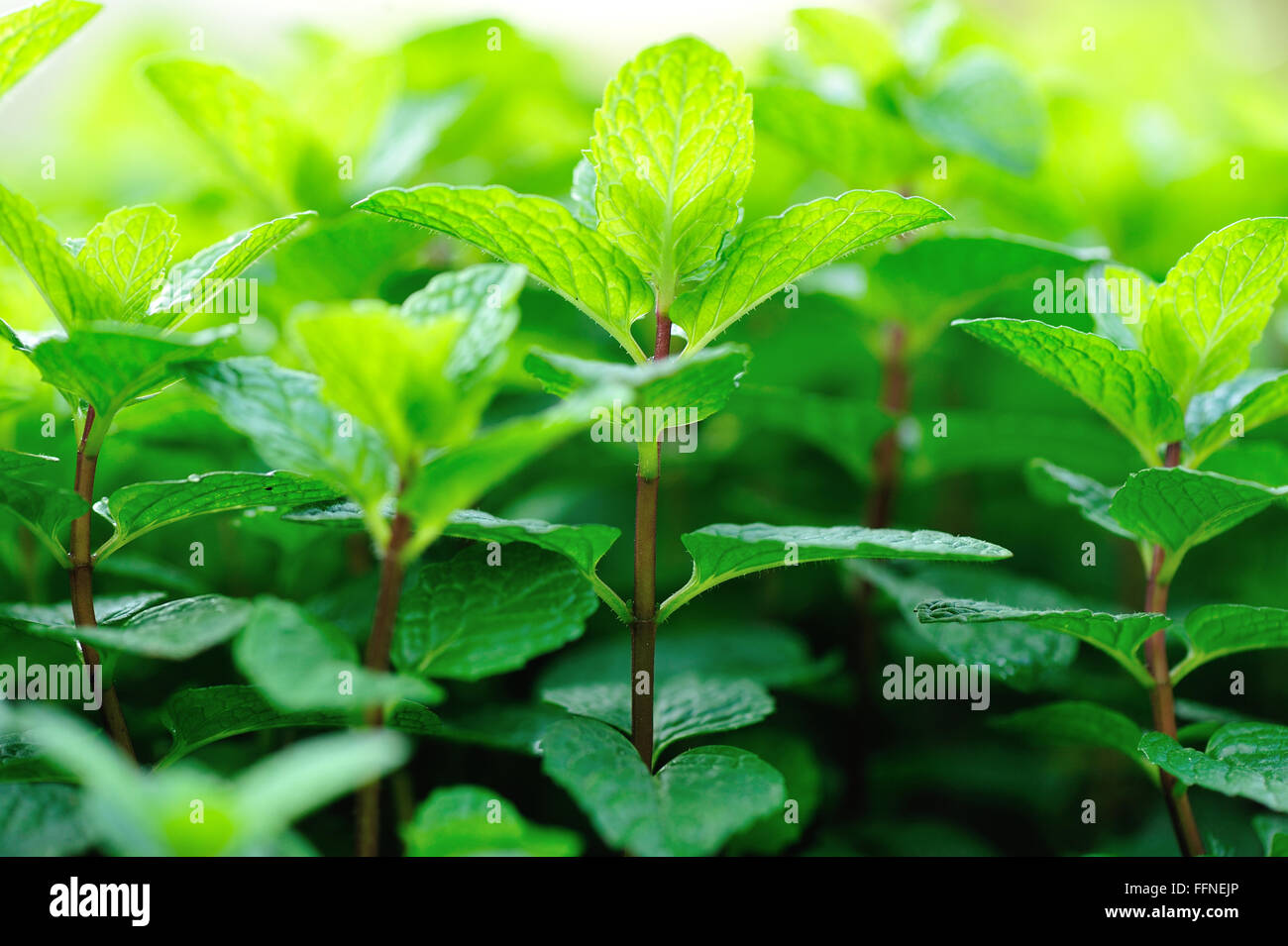 green mint crops in growth at garden Stock Photo - Alamy