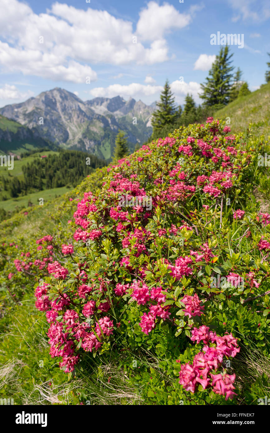 Blooming Rhododendron ferrugineum alpenrose in spring at the Hirschwang ...