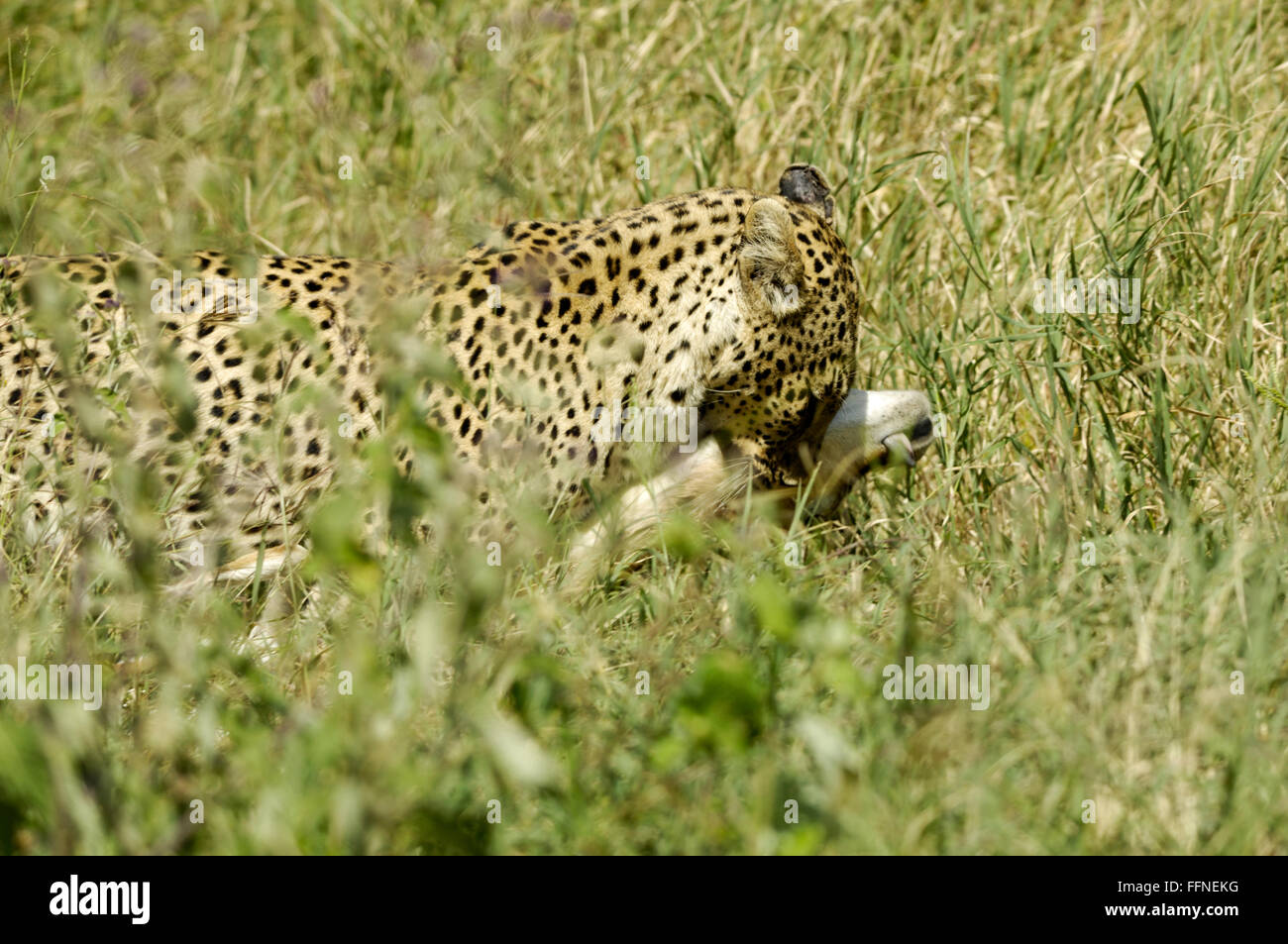 Leopard hunting gazelle hi-res stock photography and images - Alamy